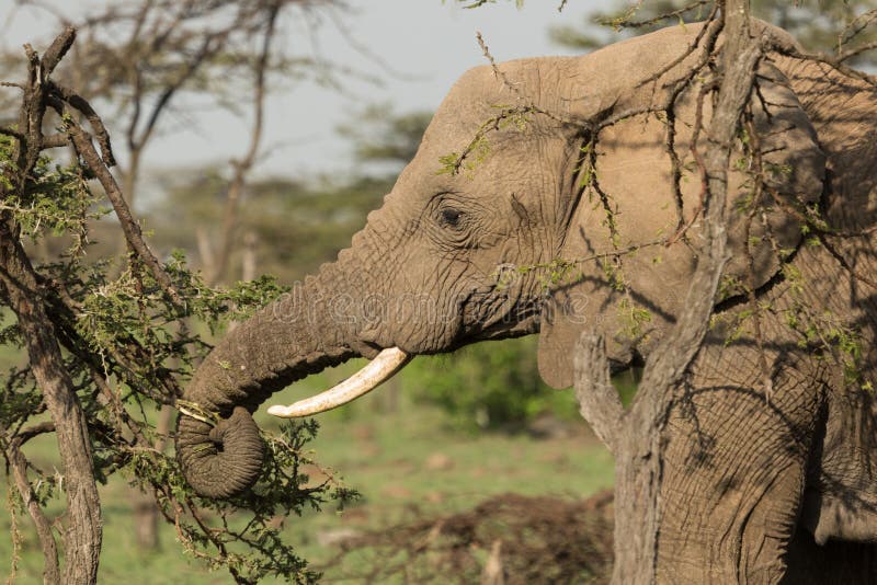 An elephant eating a tree stock image. Image of wild - 109603275