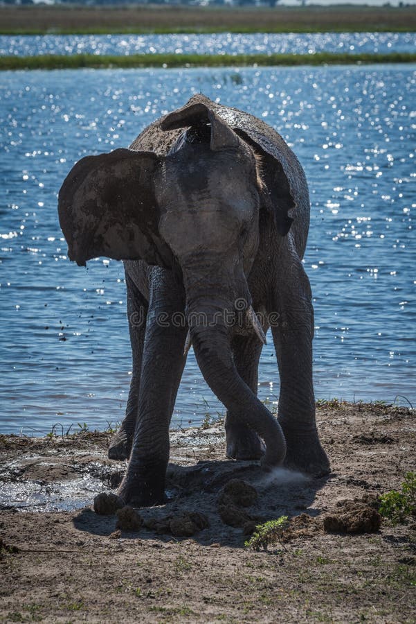 Elephant Digging Earth With Trunk Beside River Stock Photo - Image of ...