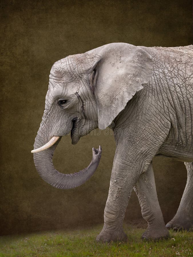 Perfect Elephant on Solid Background Stock Image - Image of prop, life ...