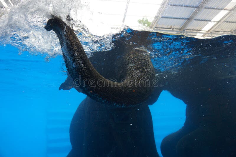 An elephant is diving stock image. Image of elephant - 113338263