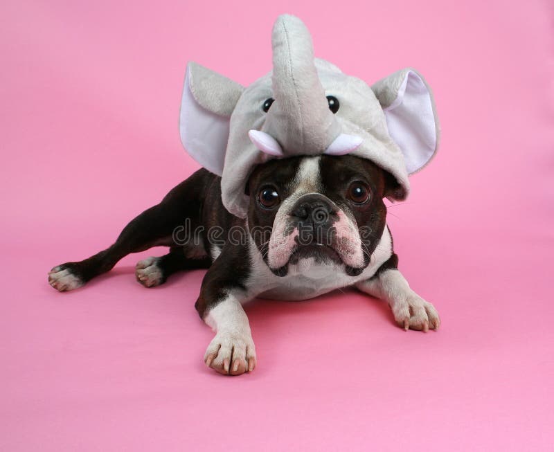 Elephant dog stock image. Image of terrier, funny, mutt - 3073315