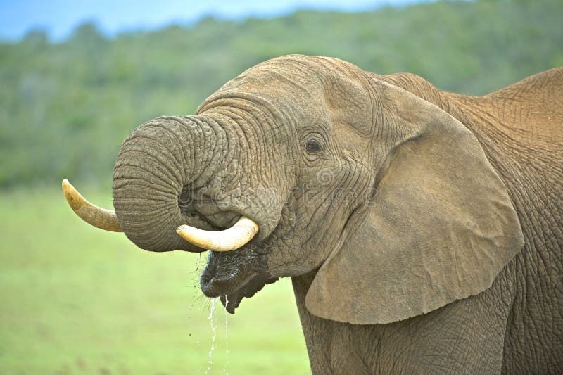 An Elephant Dribbles Water Drinking Stock Image - Image of africa ...