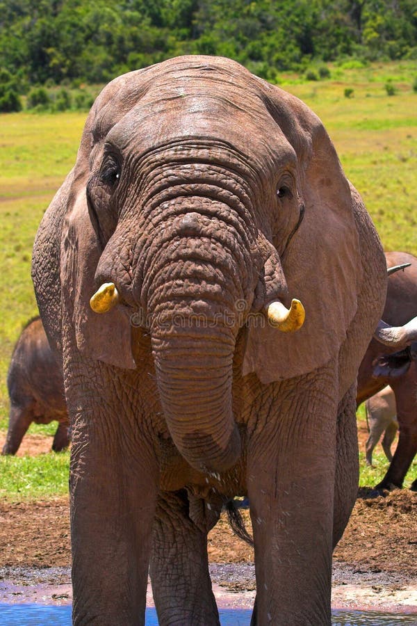 Elephant drinking stock image. Image of safari, tusk - 18025381