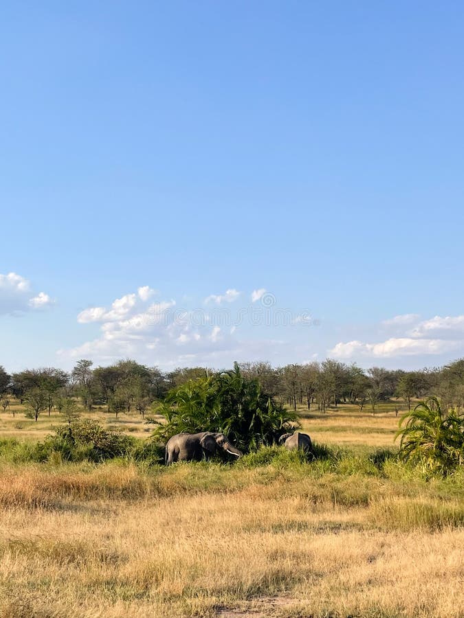 Elephant Drinking from Oasis in Open Savannah of Tanzania Stock Photo ...