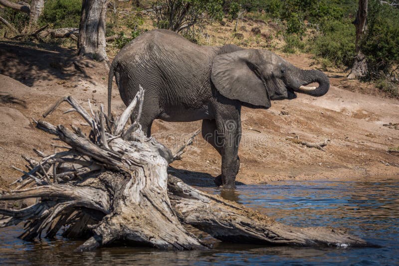 Animals: Elephant Behind Tree Stock Photo - Image of standing, wildlife ...