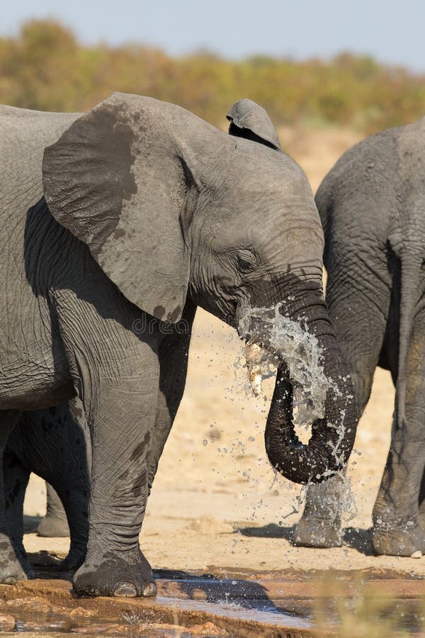 Elephant Drinking and Splashing Water on Dry and Hot Day Stock Image ...