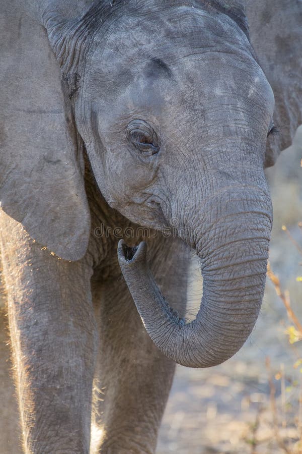 Elephant Drinking and Splashing Water on Dry and Hot Day Stock Photo ...