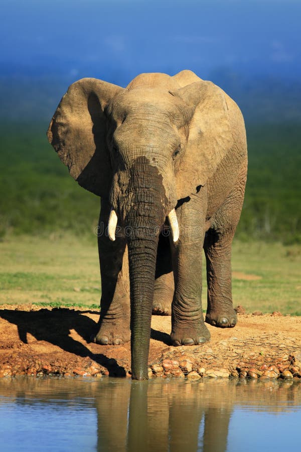 Elephant drinking water stock image. Image of view, tusk - 26241361