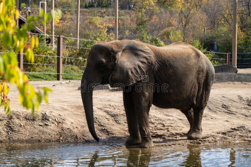 Elephant Drinking Water in the Pittsburgh Zoo Stock Photo - Image of ...