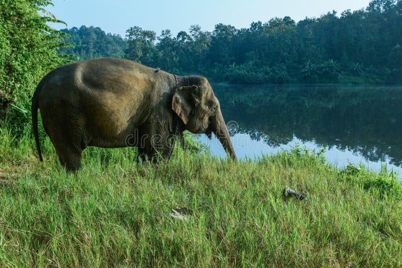 Elephant stock image. Image of wild, swamp, grass, meadow - 52268487