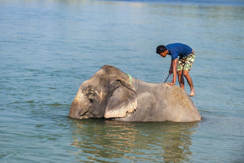 Elephant Drivers in Nepal. Chitwan National Park Editorial Photography ...