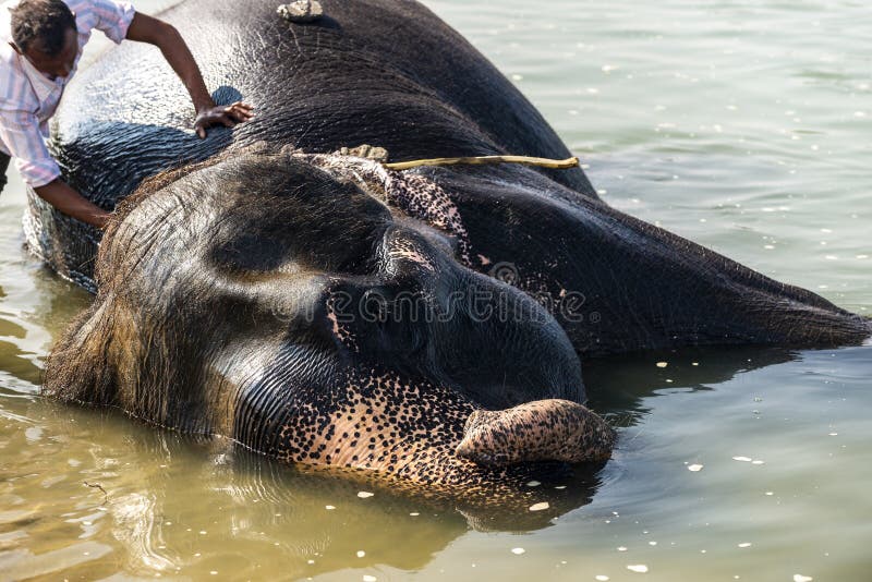 Elephant Drivers in Nepal. Chitwan National Park. 22 December 2017 ...