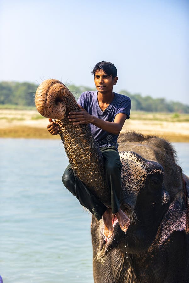 Elephant drivers in Nepal. editorial stock photo. Image of driver ...