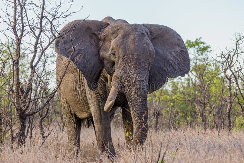 Elephant in dry nature stock photo. Image of tree, beautiful - 213994622
