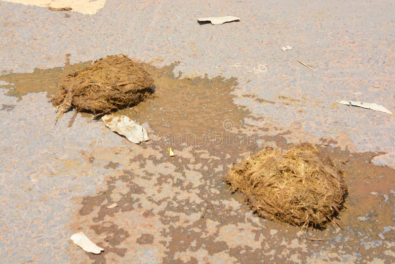 Feces Elephant Stock Images - Download 69 Royalty Free Photos