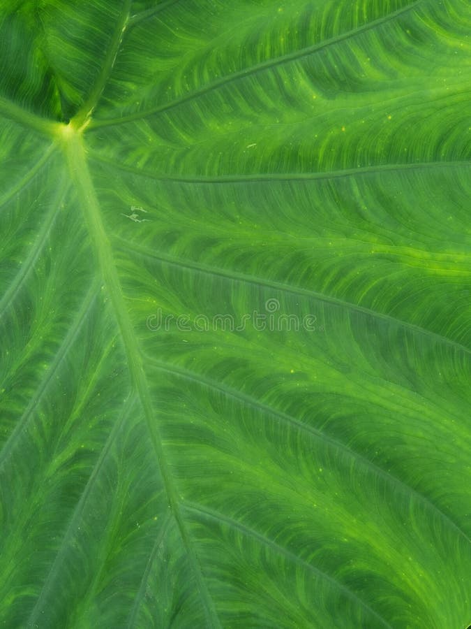 Elephant Ear Close-up stock photo. Image of elephant - 123492220