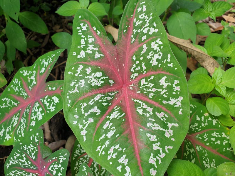 Elephant ear flower stock image. Image of plant, garden - 233176219