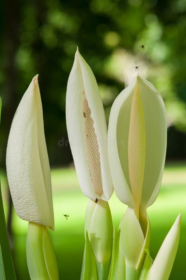 Elephant ear flower stock image. Image of flower, elephant - 41147787