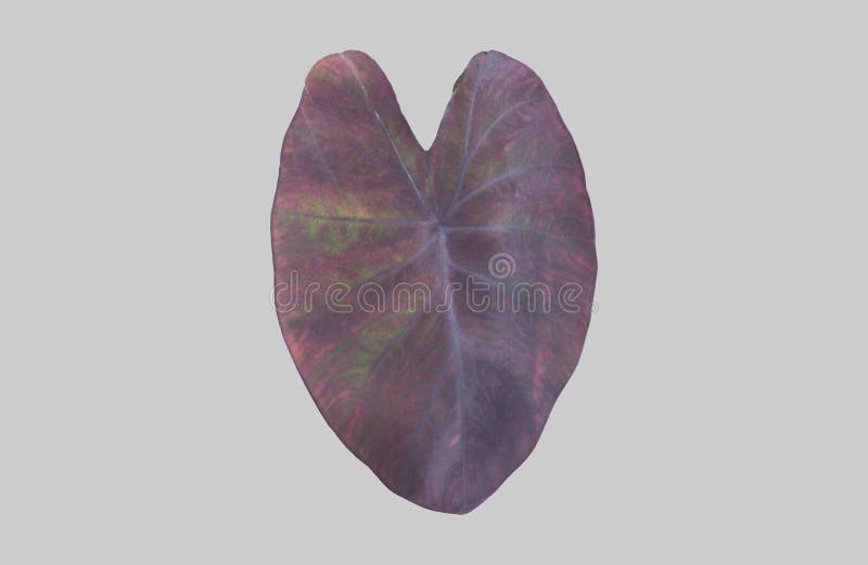 Elephant Ear Leaf or Black Magic Leaf Stock Photo - Image of beautiful ...