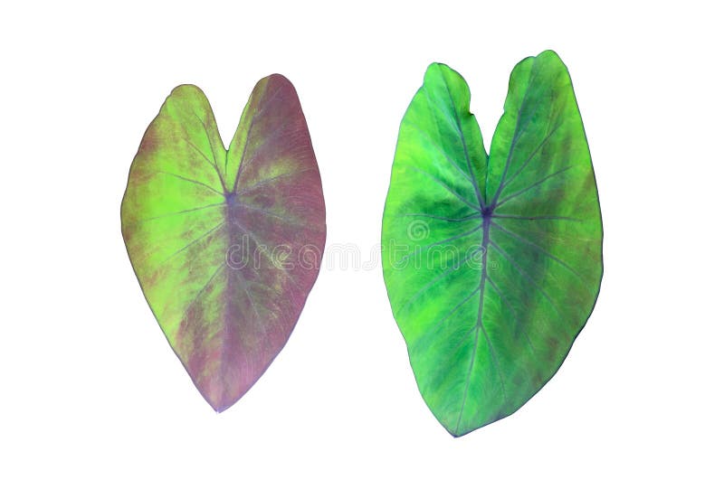 Elephant Ear Leaf or Black Magic Leaf Stock Image - Image of garden ...