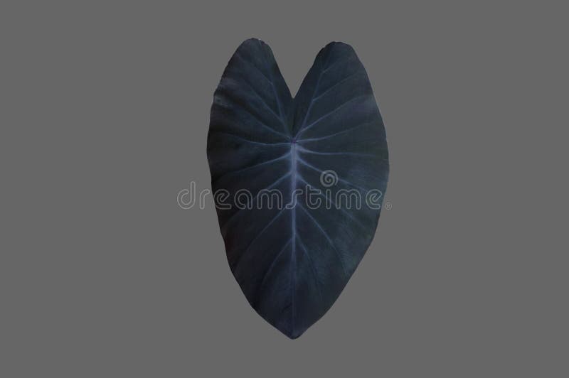 Elephant Ear Leaf or Black Magic Leaf Stock Photo - Image of elephant ...