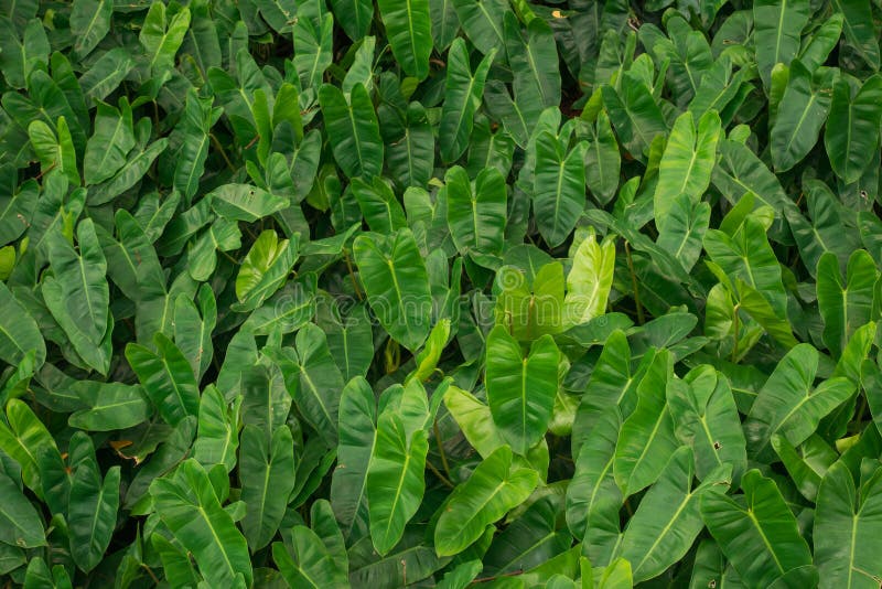Elephant Ear Leaf Texture Background Stock Photo - Image of elephant ...