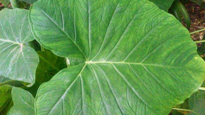 Chembu Leaf Stock Photos - Free & Royalty-Free Stock Photos from Dreamstime