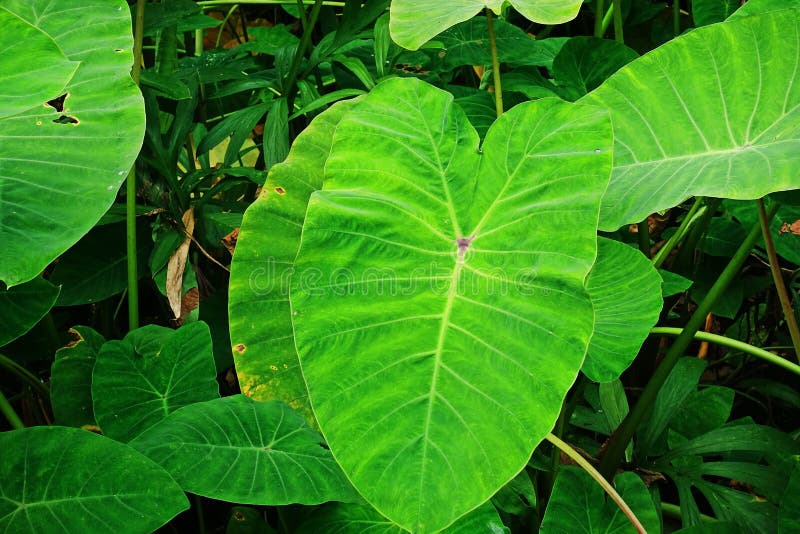 Elephant Ear in Tropical Forest Stock Image - Image of forest ...