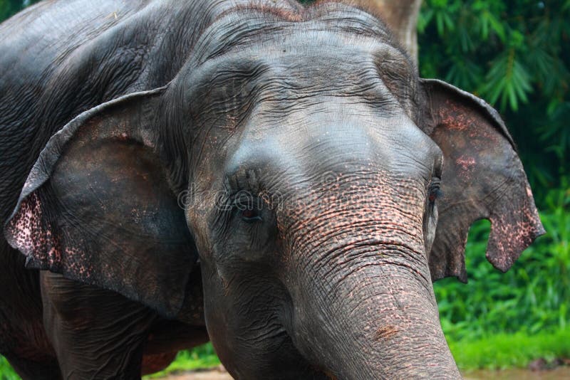 Elephant Ears stock image. Image of giant, power, nature - 15074469