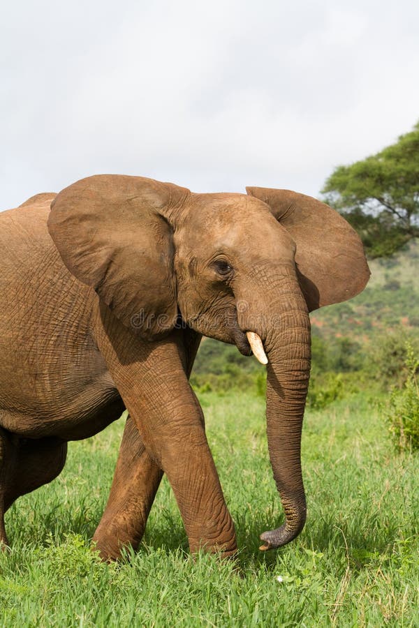 Elephant ears stock image. Image of curled, adult, elephant - 22430845