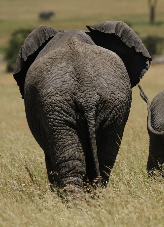Elephant Ears stock image. Image of mammalia, flapping - 24666309