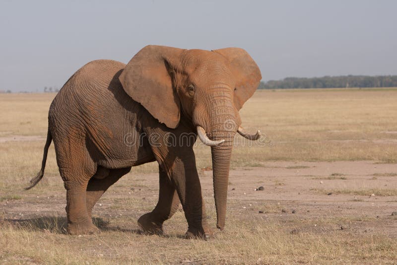 Elephant at Ease stock image. Image of mammal, african - 23163523