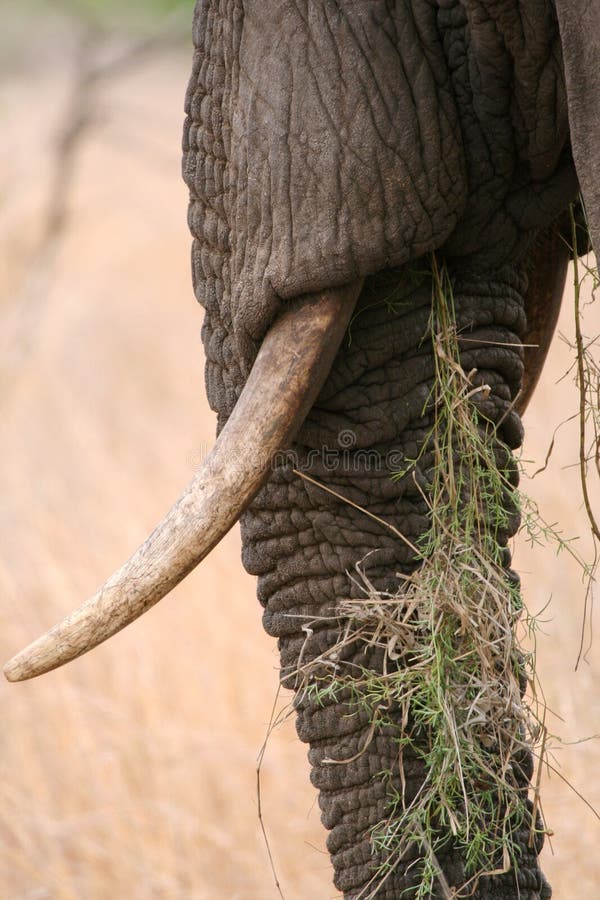 Elephant eating stock image. Image of food, elephant - 11579863