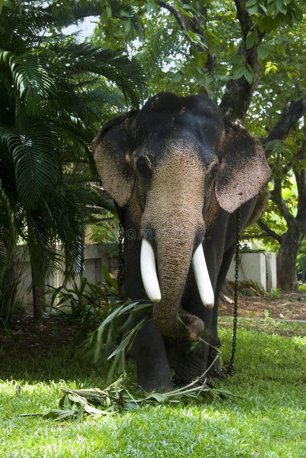 Elephant eating stock image. Image of dangerous, head - 5083405