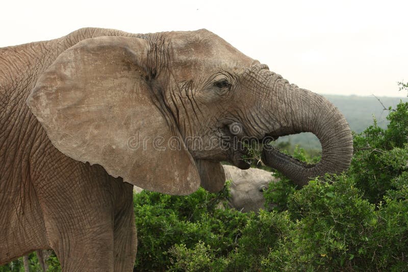 Angry Bull Elephant - Africa Stock Image - Image of wildlife, safari ...