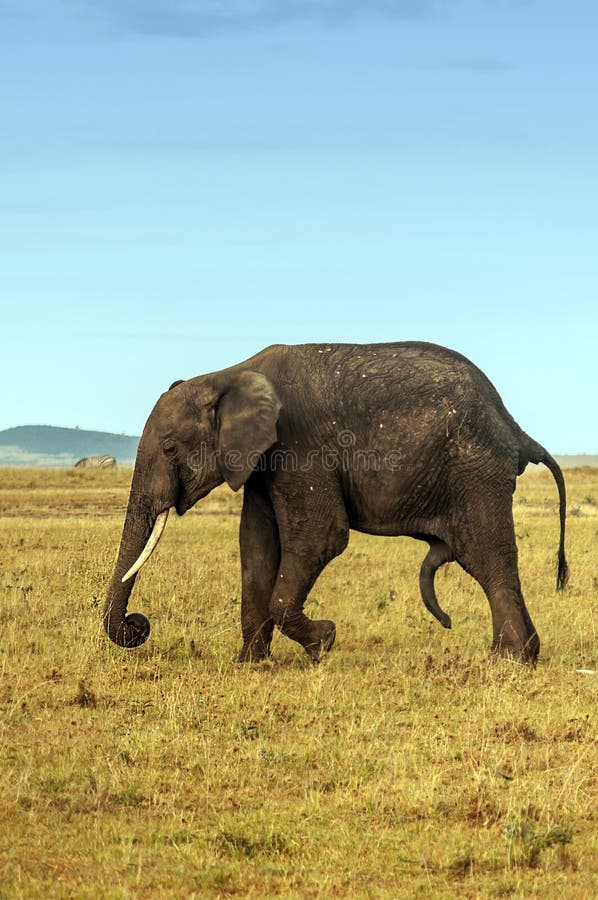 Elephant eating stock image. Image of environment, outdoors - 42116785