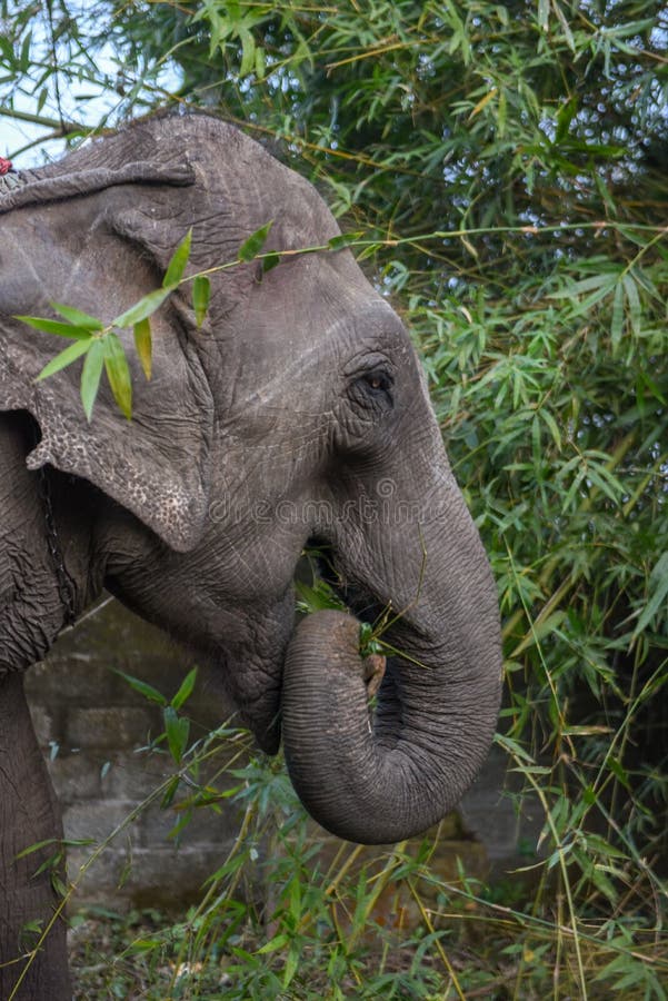 Elephant Eating Bamboo at Chitwan National Park, Nepal Stock Image ...