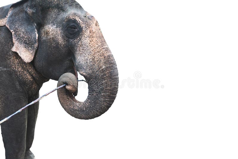 Elephant Eating Bamboo Stick Stock Image - Image of asian, strength ...