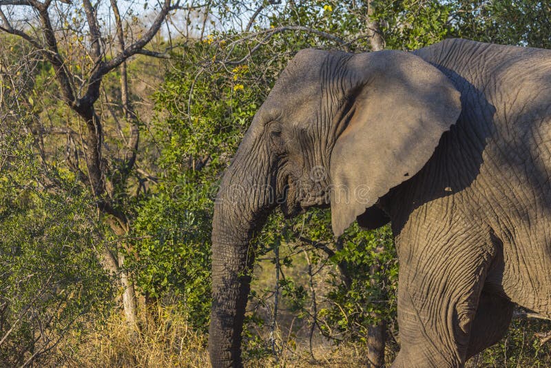 Elephant stock photo. Image of herd, grey, national, elephant - 42300948