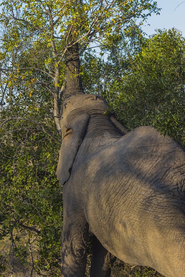 Elephant Eating in the Bush 5 Stock Photo - Image of bark, travel: 42301664