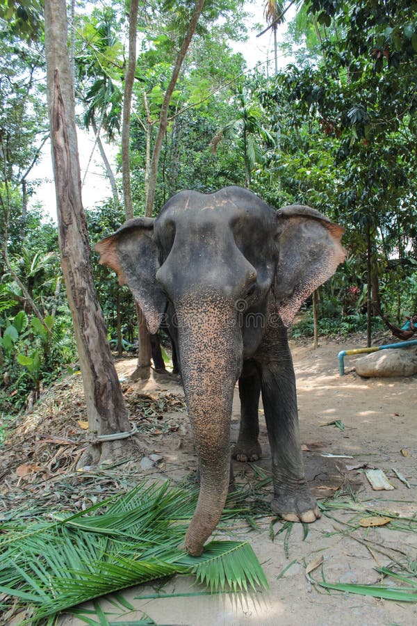 Elephant Eating Coconut Leaves Stock Photo - Image of wildlife, safari ...