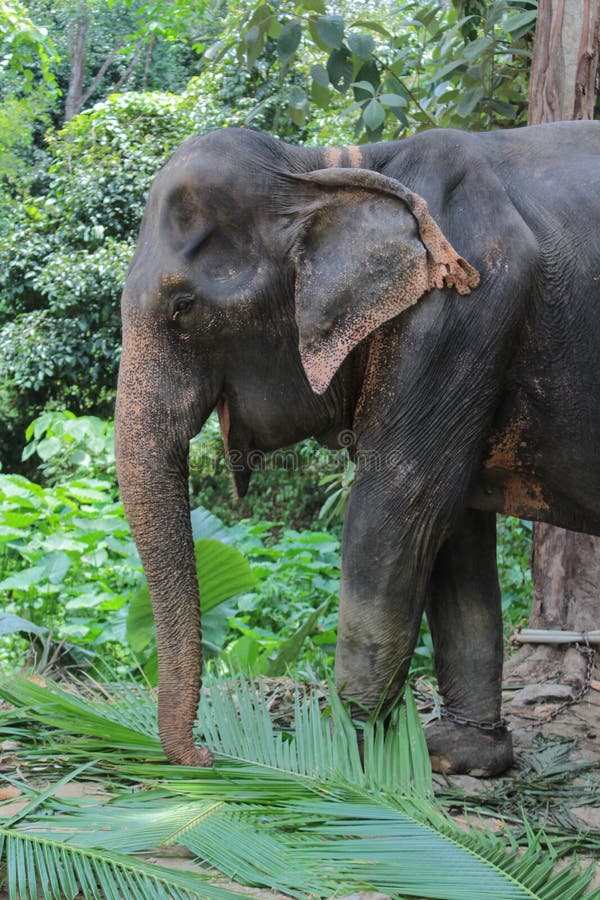 Elephant Eating Coconut Leaves Stock Photo - Image of wild, coconut ...
