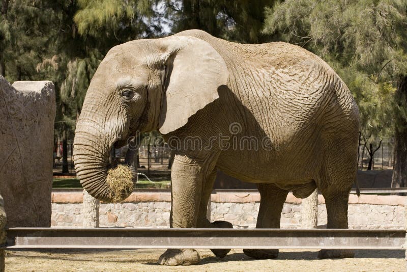 Elephant Eating Hay stock photo. Image of head, african - 1966122