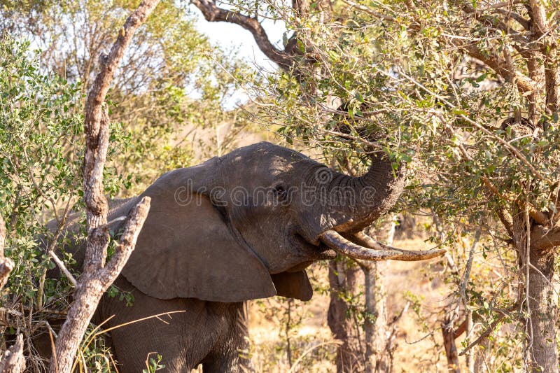 Elephant Eating Leaves from a Tree in Kruger National Park Stock Image ...