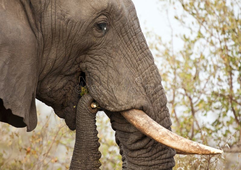 Elephant eating thorn bush stock image. Image of loxodonta - 16855217