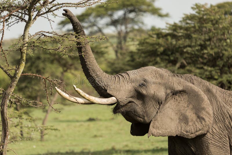 An Elephant Eating from a Tree Stock Photo - Image of maasai, tusk ...