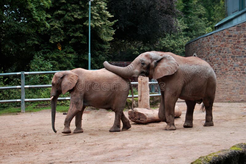 Mating Elephants. stock image. Image of road, spraying - 5148415