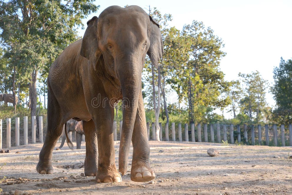 Elephant stock image. Image of india, beauty, environment - 108773725