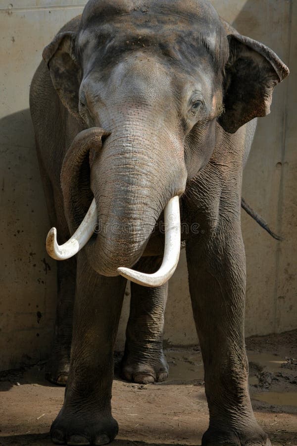 Elephant stock photo. Image of power, elephant, wildlife - 43979440
