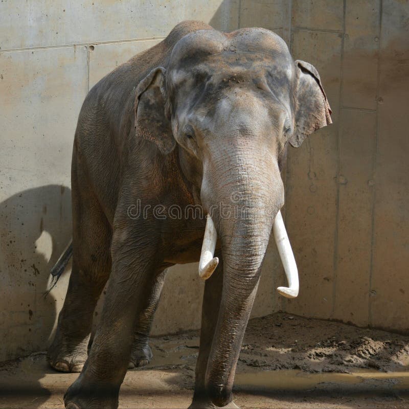 Elephant stock image. Image of head, mammal, symbol, water - 43979477